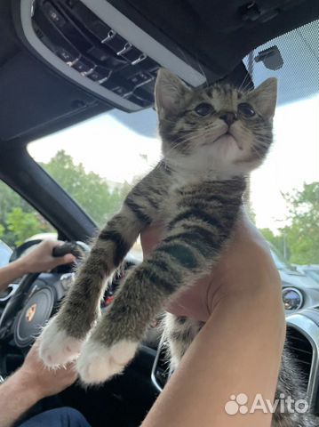 Котенок 2 месяца мальчик очаровательный