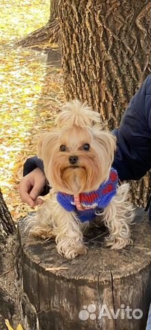 Потерялась собака