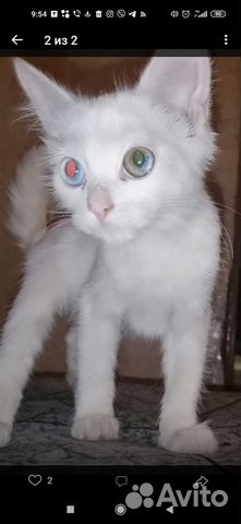 Разноглазая девочка, котёнок 3 месяца