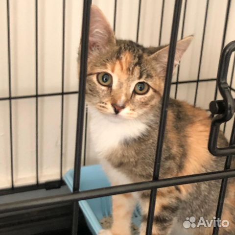 Трехцветный котенок -счастье в дом в дар