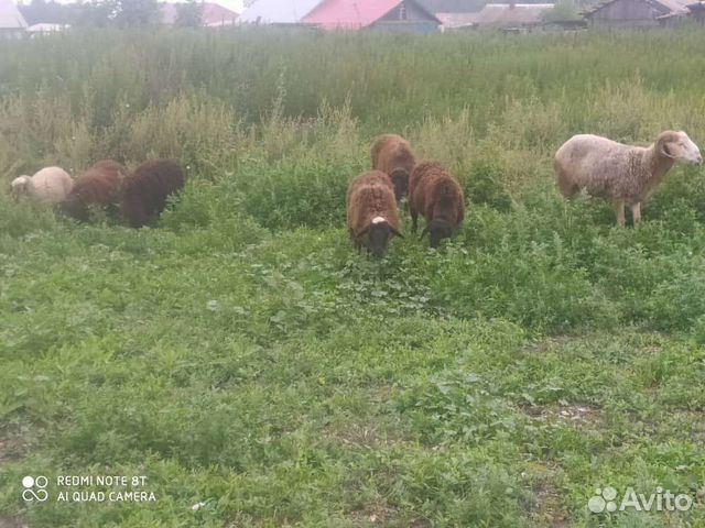 Овцы и баран