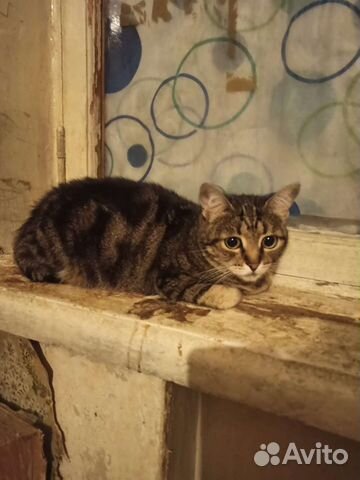 Маргаритка ищет дом