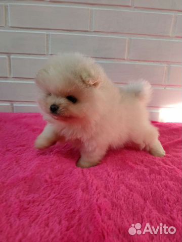 Красотун Игрун