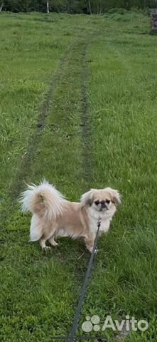 Вязка пекинес (девочка)