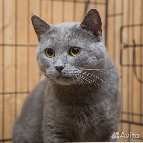 Британский кот