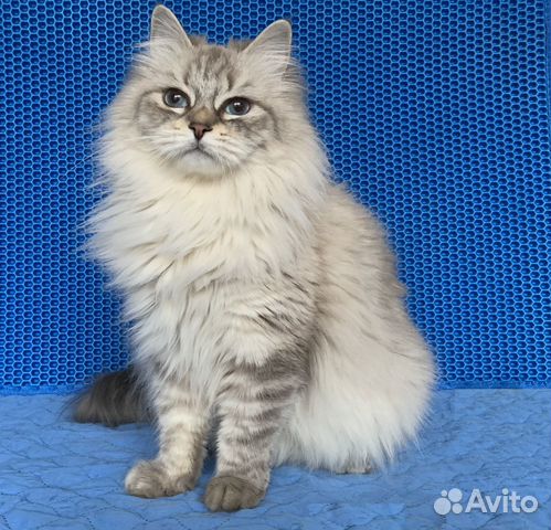 Невская Маскарадная кошка, возраст 5 лет