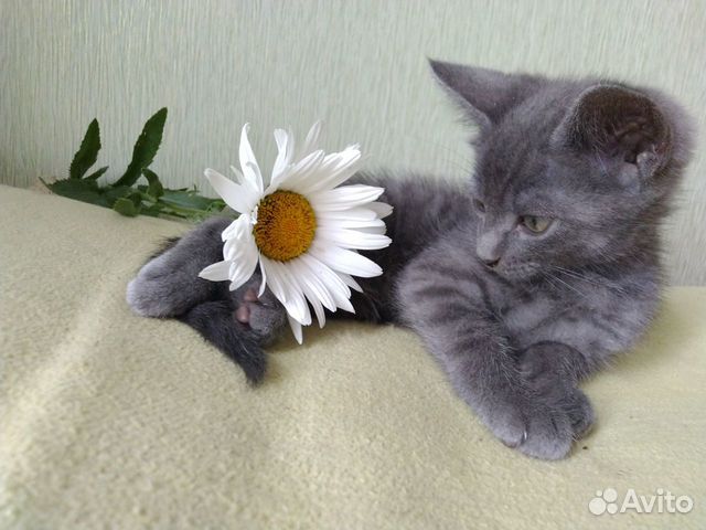 Фенечка