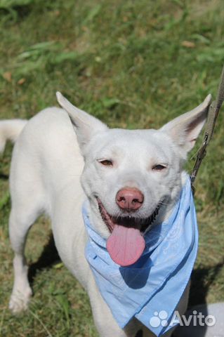 Виола-белоснежная красотка ищет дом