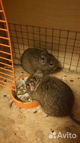 Чилийские белки дегу с клеткой в добрые руки