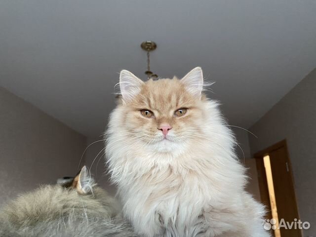 Сибирский котофей