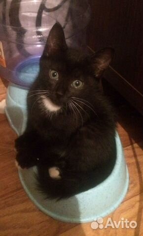 Кошечка 2мес