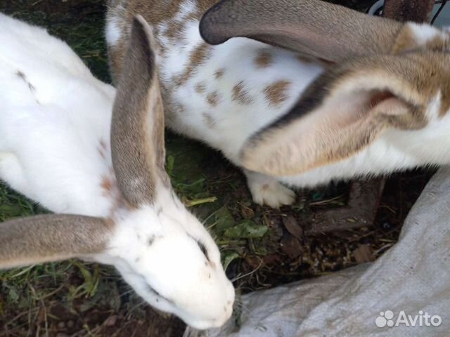 Беременная самка