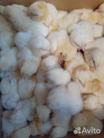 Цыплята бройлеры кооб 500