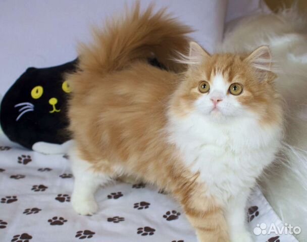 Шотландские котята. Хайленд страйт.Девочка куколка