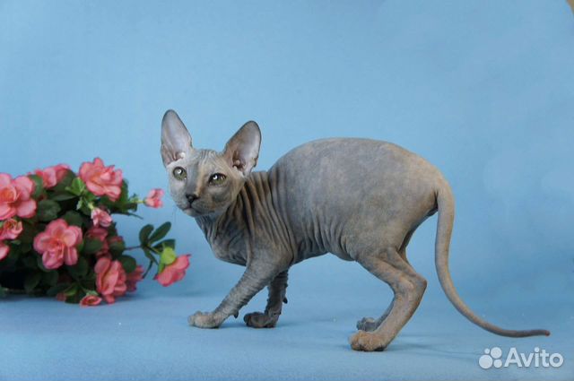 Котенок донского сфинкса