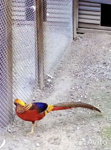 Птенцы золотого фазана