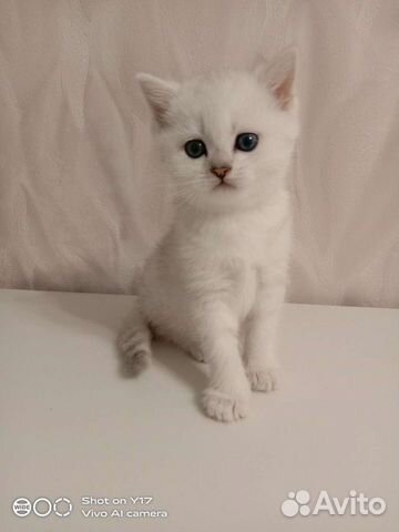 Британская серебристая шиншилла