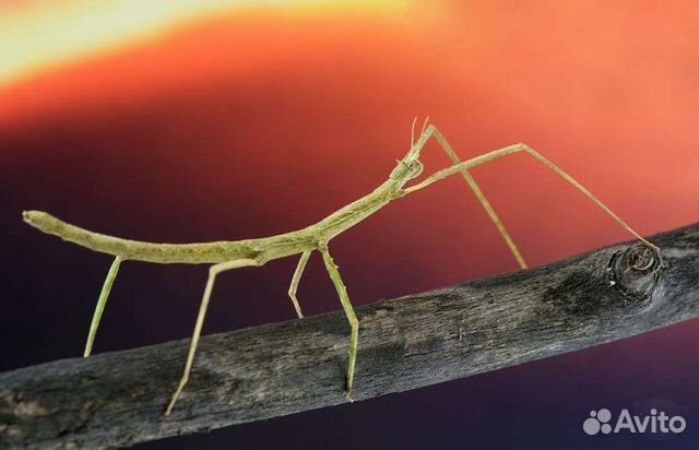 Анамские палочники