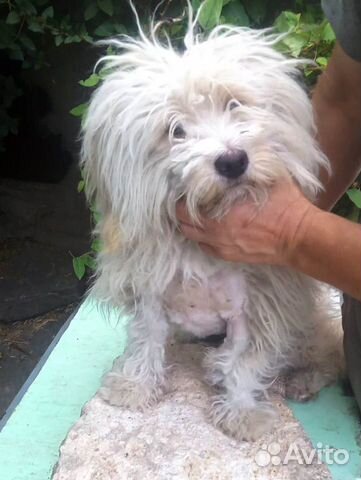 Ищет дом мелкий пёсик Умка