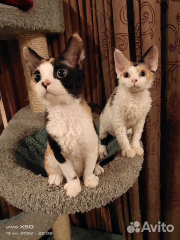 Котята Девончики девочки