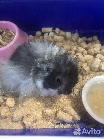 Отдам хомяка
