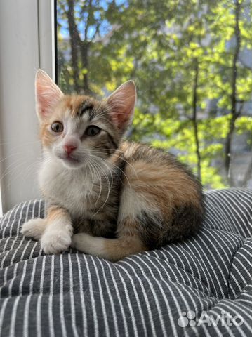 Котенок, девочка, трехцветка