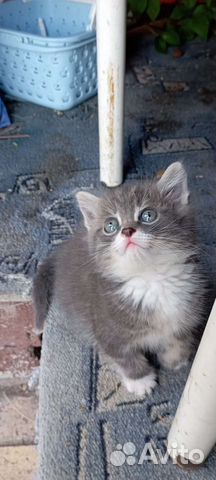 Котик бесплатно