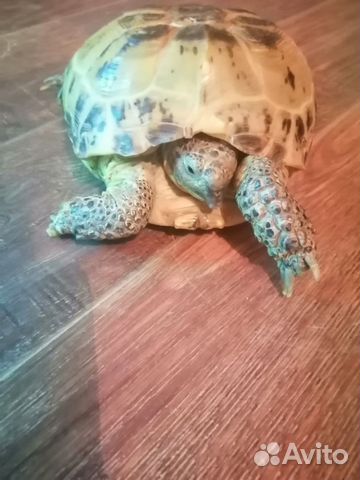 Черепаха сухопутная самка