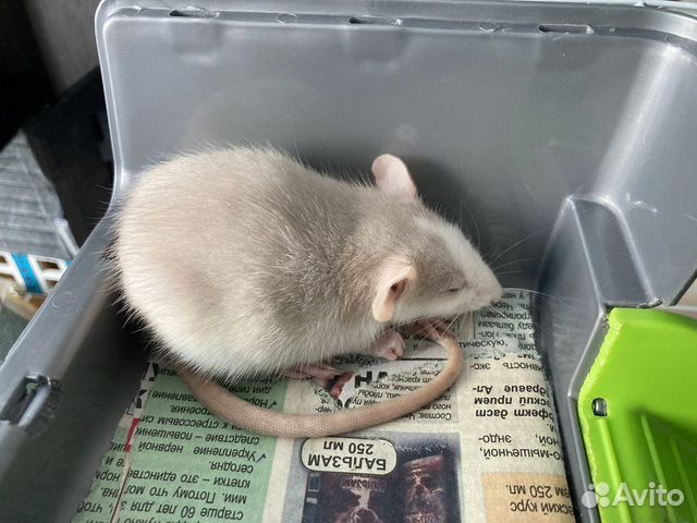Декоративная крыса