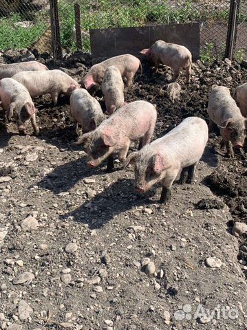 Поросята