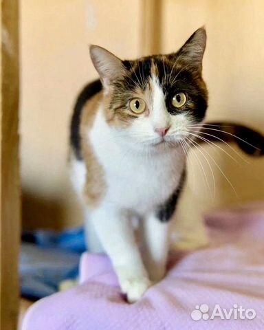 Кошка Нюра ищет дом