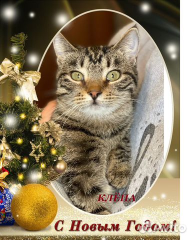 Очень классная ласковая кошечка Клёпа 2,5 года дар