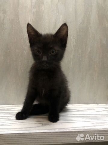 Черный котенок бесплатно