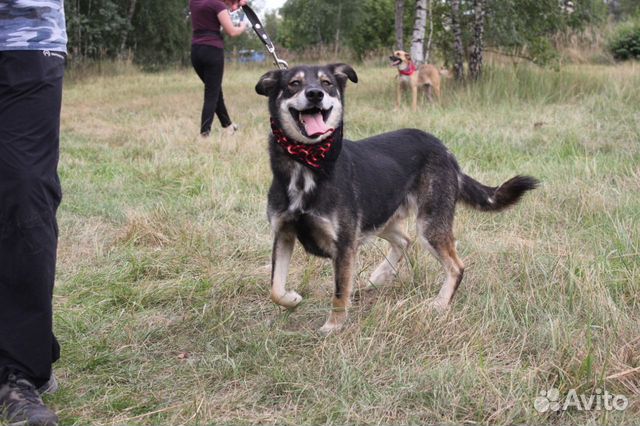 Хозяин бросил умирать на улице. Спасите Боню