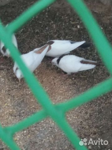 Продам голуби продам голубей