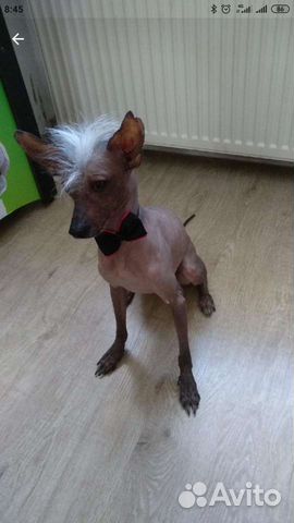 Китайская хохлатая голая