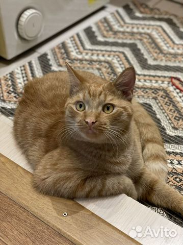 Кот