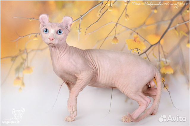 Эльф сфинкс