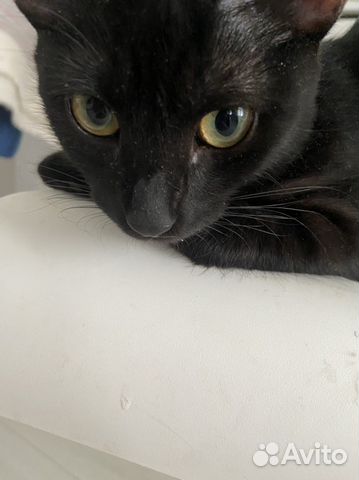 Кошечка Нюше