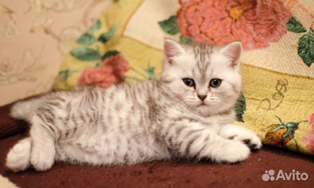 Британские котята