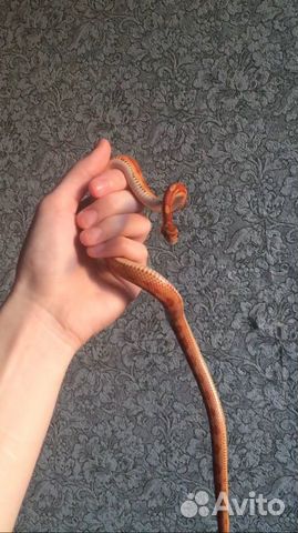 Моисовый полоз