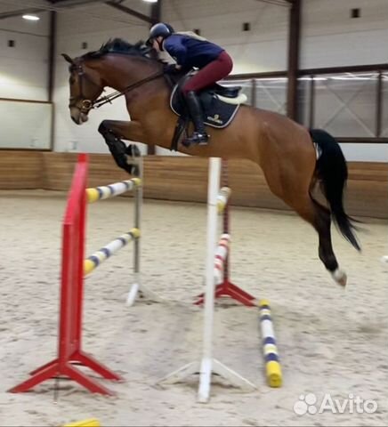 Лошадь под любителя