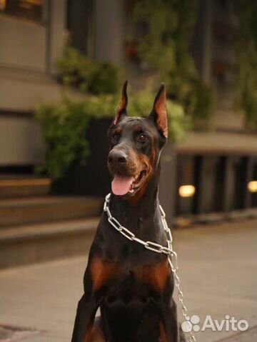 Аренда добермана