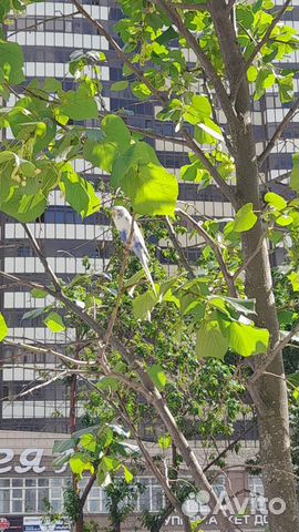 Найден попугай