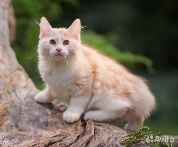Породистые котят курильского бобтейла