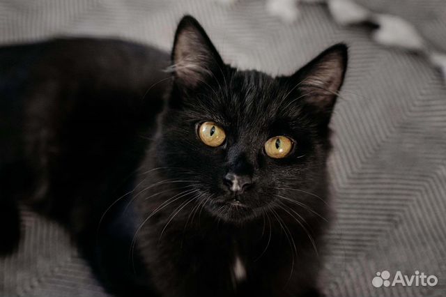 Молодой котик в хорошие руки