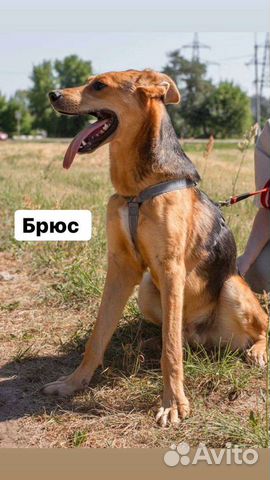 Собака