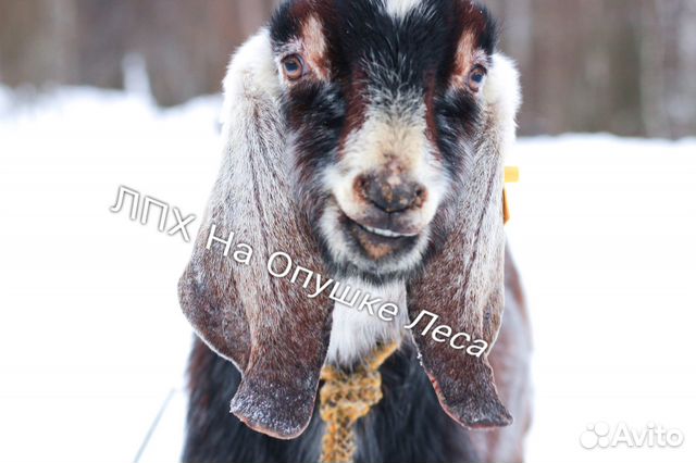 Нубийские козлята