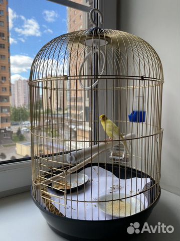 Канарейка кенар