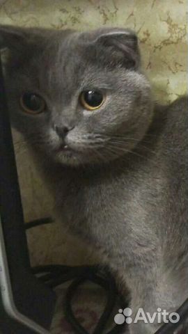 Вислоухая кошка